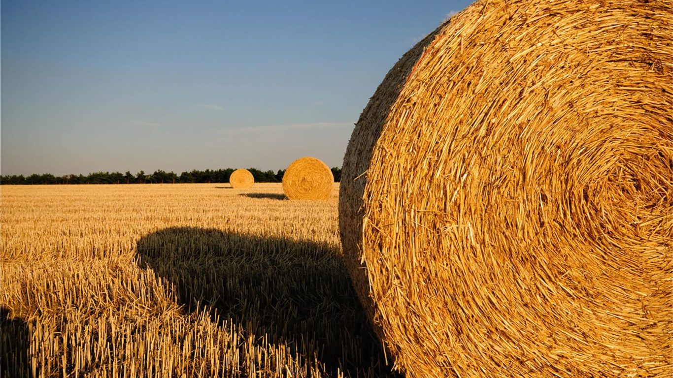 CropMAP - Dataväxt